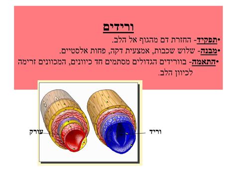 Ppt מערכת ההובלה מחזור הדם Powerpoint Presentation Id 569236