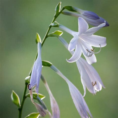 Fire And Ice Hosta Hosta Fire And Ice Flora Corner