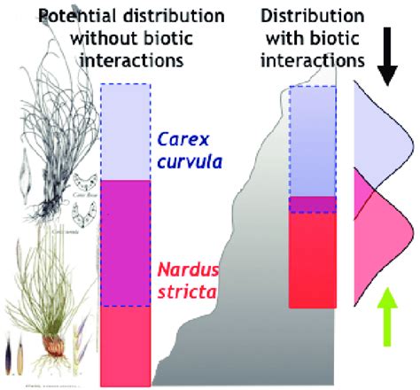 Expected Effect Of Biotic Interactions For Two Species Replacing Each Download Scientific