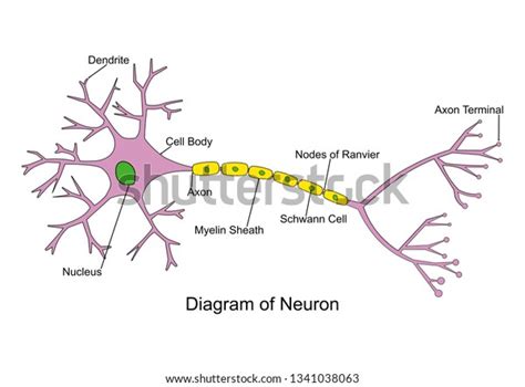 Neuron Diagram Labeled