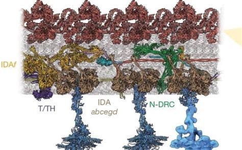 Worlds First Illustration Of Molecular Machinery That Makes Cilia Beat Worlds First Illustration Of Molecular Machinery That Makes Cilia Beat