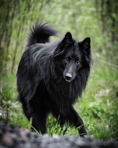 Groenendael Artofit
