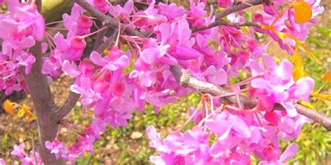 Beautiful Drought Tolerant Trees To Grow In Your Yard