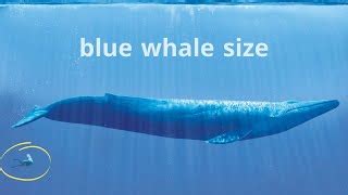 Blue Whale Compared To Human