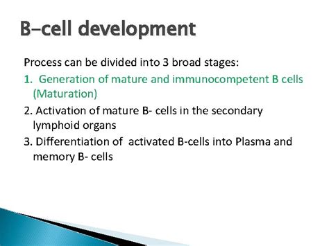 B Cell Development Bcell Development Process Can Be