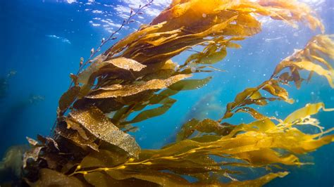 Fish Sounds Kelp In The Kelp Forests Just Off Of The Roc Flickr