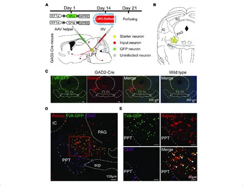 Experimental Strategy For Rabies Based Retrograde Tracing In Lpt Download Scientific Diagram