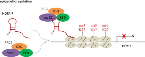 Hotair Recruit Chromatin Modification Complex Prc2 And Induce The Download Scientific Diagram