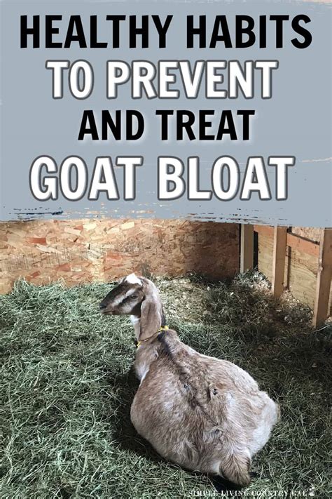 Vegetable Oil For Bloat In Goats At Paula Barnhart Blog