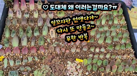 잎꼬지판 다시 만들었어요ㅠ♥ 잎장하나 버리게 안되네요옥상하우스 옥상다육 새해복 많이받으세요펜지 Youtube