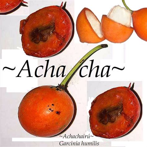 Polynesian Produce Stand ~achachairu~ Garcinia Humilis ~honey Kiss