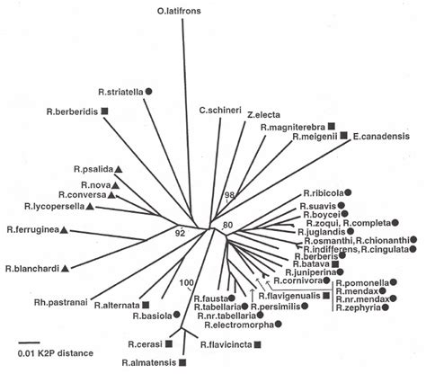 Neighbor Joining Analysis Of Carpomyina Based On Mtdna Data Set Tree