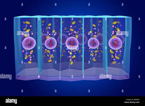 Simple Columnar Epithelium Illustration Stock Photo Alamy