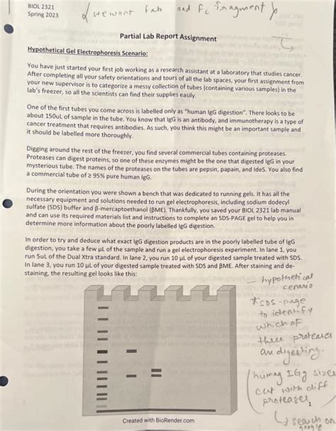 Solved Partial Lab Report Assignment Hypothetical Gel