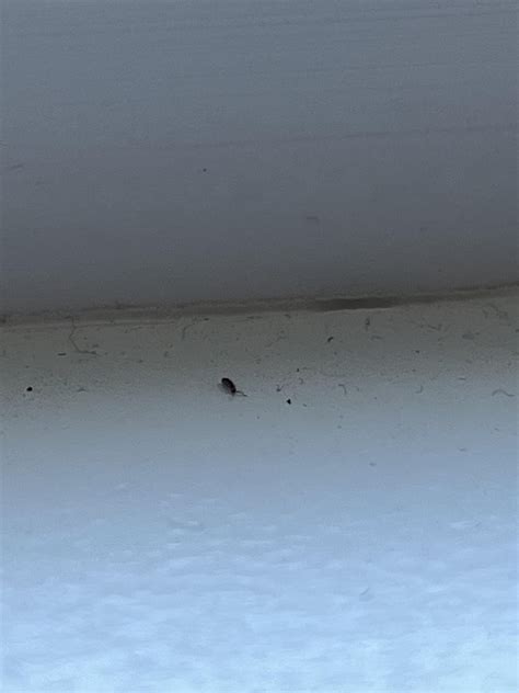 Is This A Roach Nymph Some Were Gray Toned Rwhatisthisbug