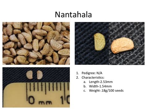Team Rubus Raspberry Seed Morphology