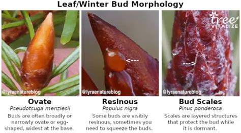 Different Types Of Aspen Trees Their Identifying Features