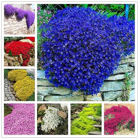 Creeping Ground Cover With Blue Flowers At Callum Wedgeworth Blog