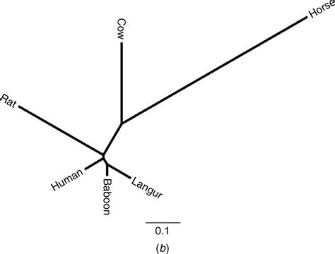 2 Multiple Sequence Alignment And A Phylogenetic Tree Of Six Lysozyme C