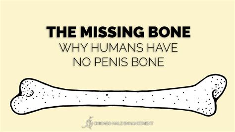 The Missing Bone Why Humans Have No Penis Bone