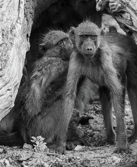 Who Ya Looking At Photograph By Kathi Isserman Fine Art America