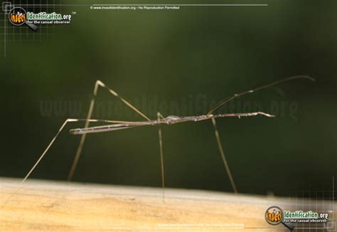 Thread Legged Assassin Bug