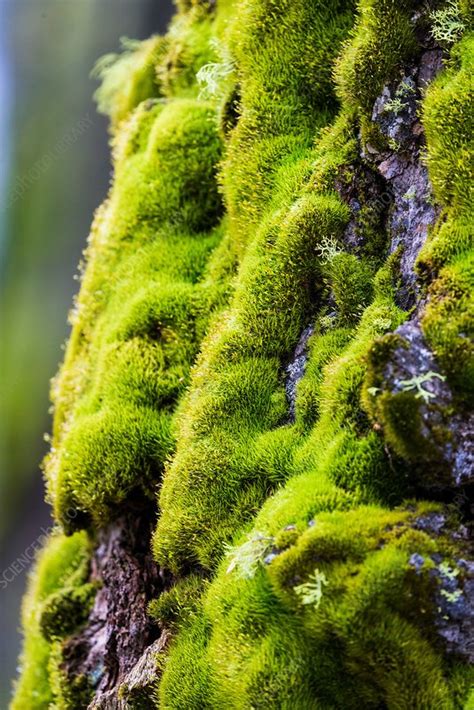 Moss - Stock Image - C049/9590 - Science Photo Library