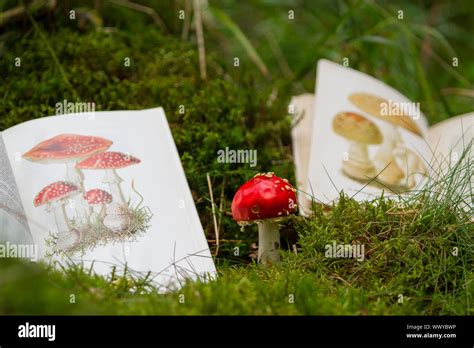 Determination Of Mushrooms With Mushroom Book Stock Photo Alamy