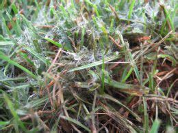 Pythium Foliar Blight K State Turf And Landscape Blog