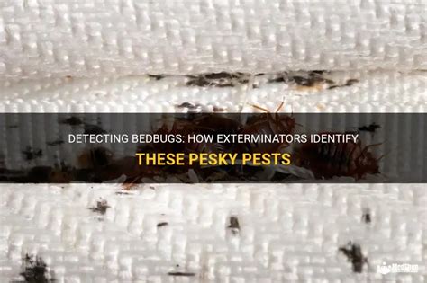 Detecting Bedbugs How Exterminators Identify These Pesky Pests Medshun