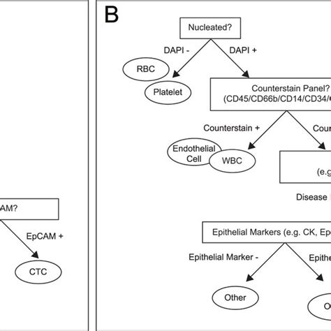 Decision Trees Enable Consensus Definitions For Ctc Classification