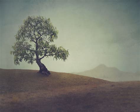 Smooth Barked Apple Gum Jane Long