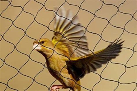 Anti Bird Netting For Fruit And Vegetable Protection Farmer In Mumbai
