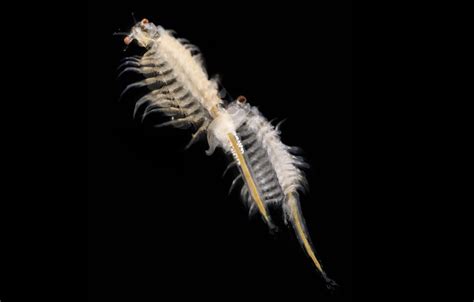 What Are Sea Monkeys Live Science