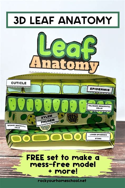 Leaf Anatomy Worksheet Set For Diorama Fun And More Free Rock Your Homeschool Presentation