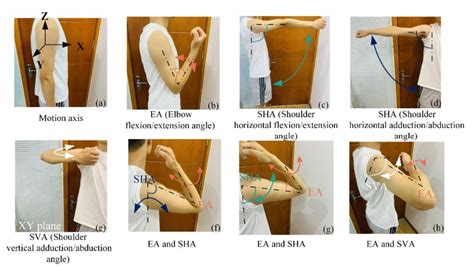 Se Tcn Network For Continuous Estimation Of Upper Limb Joint Angles
