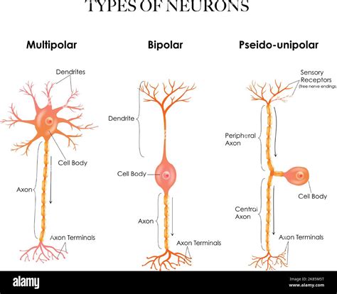 Types Of Neurons Multipolar Pseudounipolar Bipolar Structure Anatomy Colorful Illustration