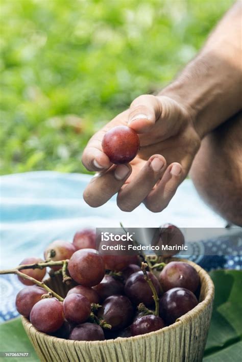 자연에서 피크닉을 하는 동안 포도로 가득 찬 바구니에서 포도를 움켜쥐는 남자 건강한 생활방식에 대한 스톡 사진 및 기타 이미지 건강한 생활방식 건강한 식생활 검정