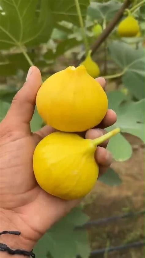 Yellow Figs Are Ready For Their Sweet Harvest 🍈 Figseason
