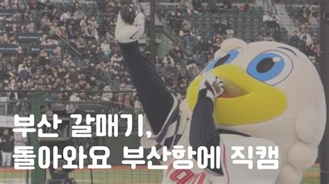 롯데자이언츠 부산 갈매기 그리고 돌아와요 부산항에 직캠 현장 분위기 Youtube