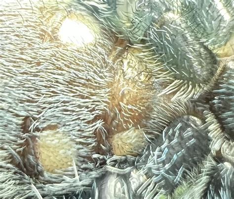 Help Aviculary Versicolor Ventral Sex R Tarantulas