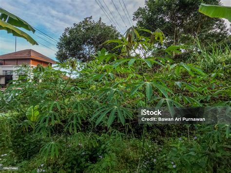 Tanaman Singkong Masih Muda Dengan Daun Hijau Yang Secara Tradisional Dibudidayakan Di Dataran