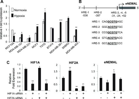 Enemal Is Upregulated Under Hypoxia In Breast Cancer Cells A Erna Download Scientific