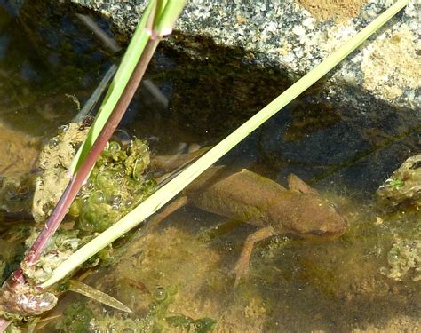 Dave Hubble S Ecology Spot Peering At Pond Predators