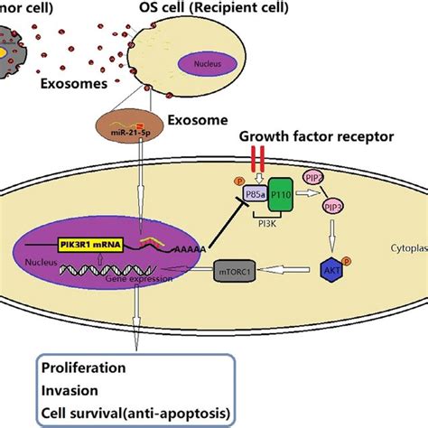 The Rab22a Neof1 Fusion Protein In Exosomes Facilitates M2 Polarization