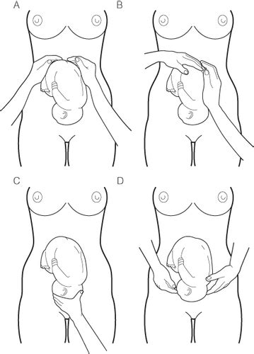 Normal Labor And Delivery Flashcards Quizlet