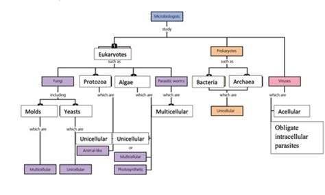 Med Micro Lec 1 Flashcards Quizlet