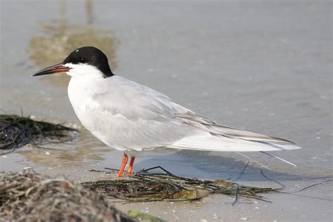 Forsters Tern By Ian Norris Birdguides