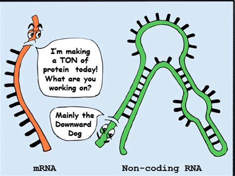 Non Coding Rna April 11 Ppt Download