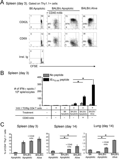 A Analysis By Facs Of Proliferation And Phenotype Of Cfse Labeled